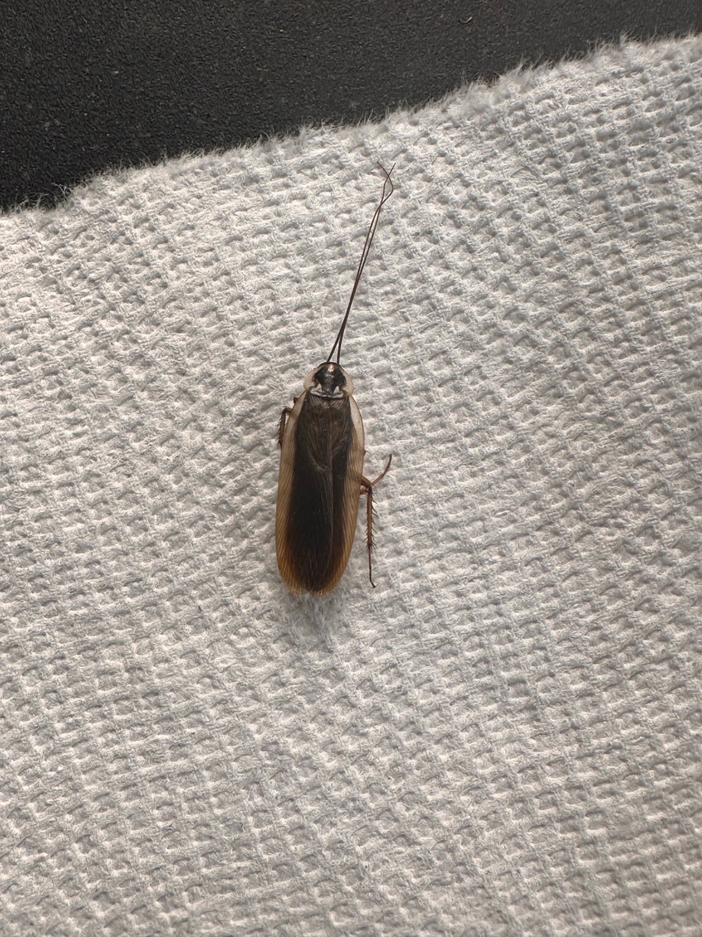 Mike M. from Powell, Ohio | Champion Pest & Termite Control